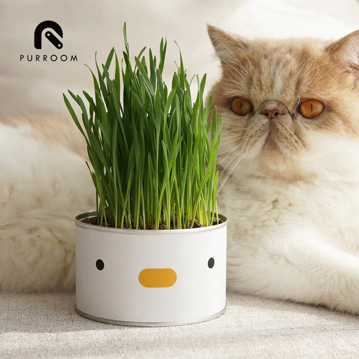 PURROOM Cat Grass - Chick – Momo pet grooming